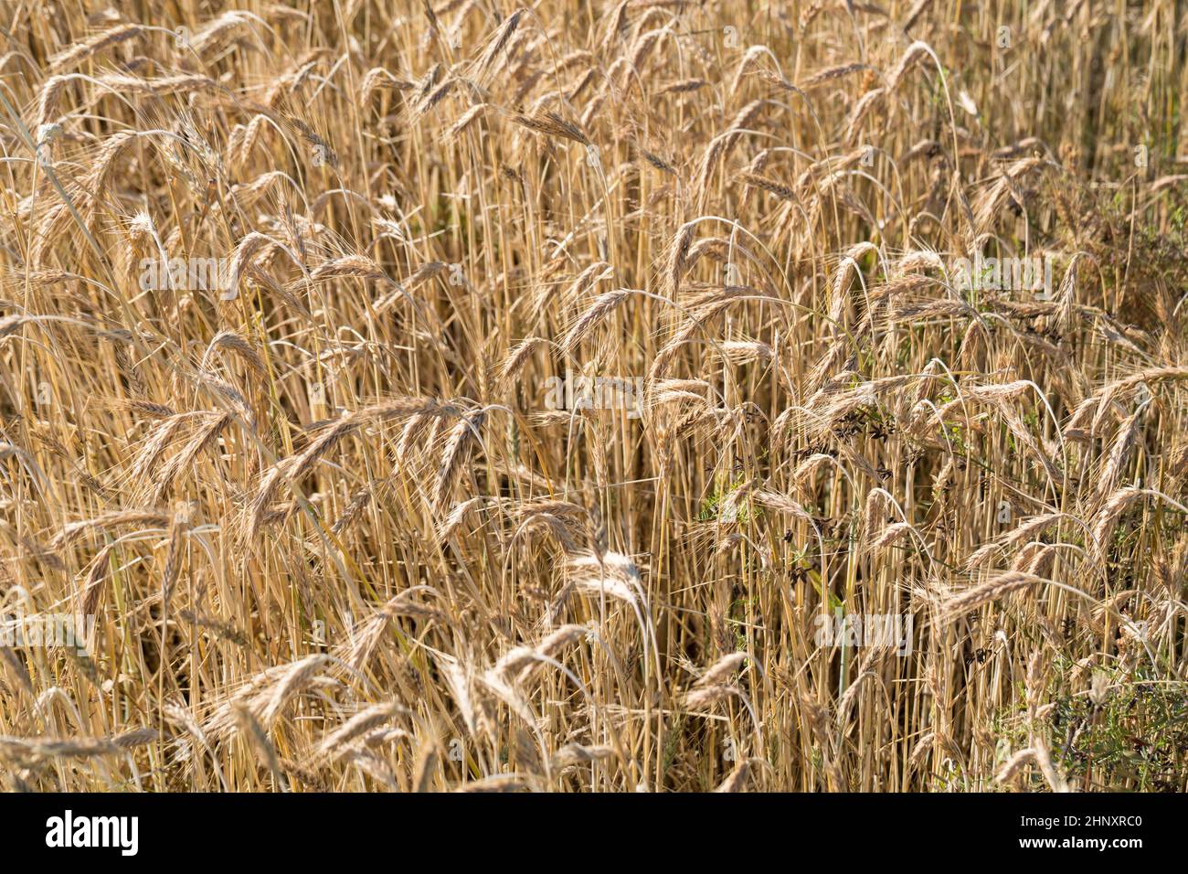 golden wheat in a farm field Stock Photo - Alamy