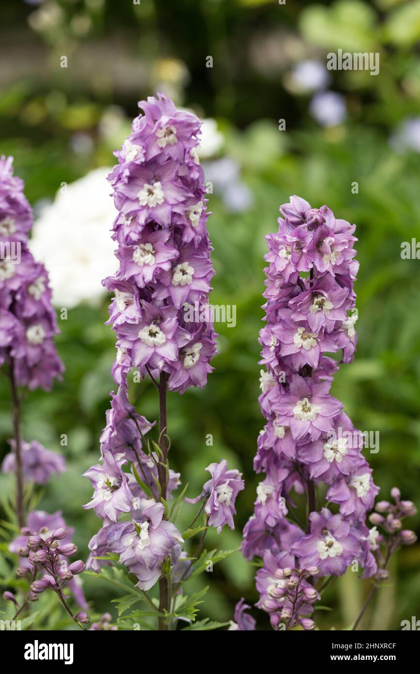 Purple Delphinium Flower in Garden Stock Photo - Alamy