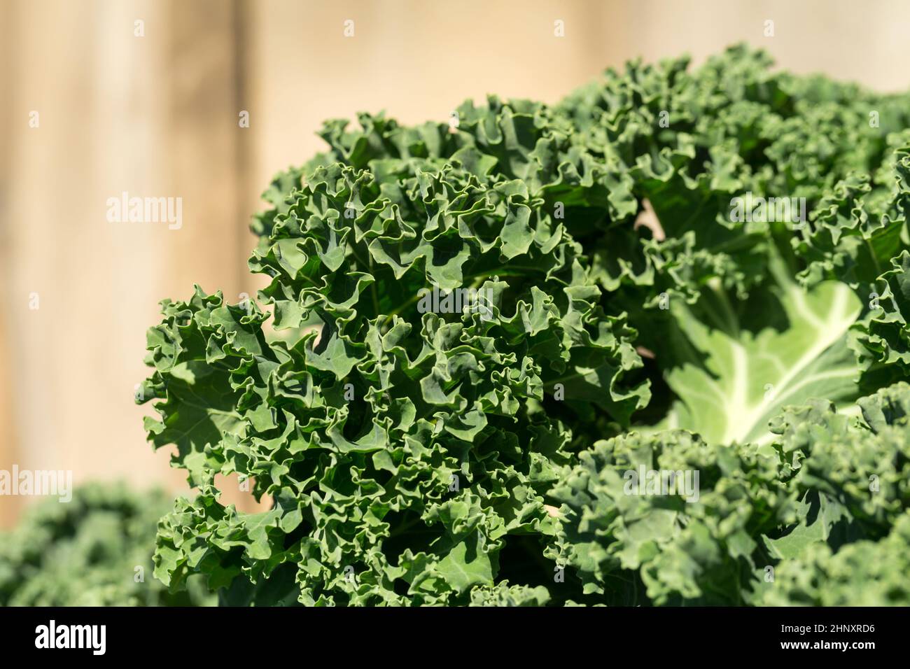 A healthy fresh curly kale Stock Photo - Alamy