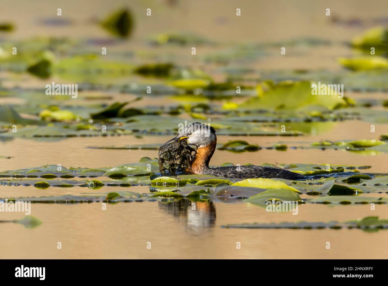 Red necked grebe swims with plants in its beak for buiding a nest on ...
