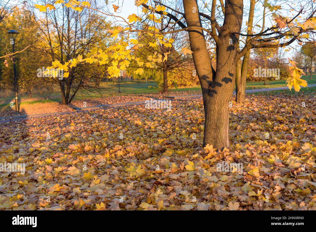 Autumn view of yellow maple tree in the park on a sunny day Stock Photo ...