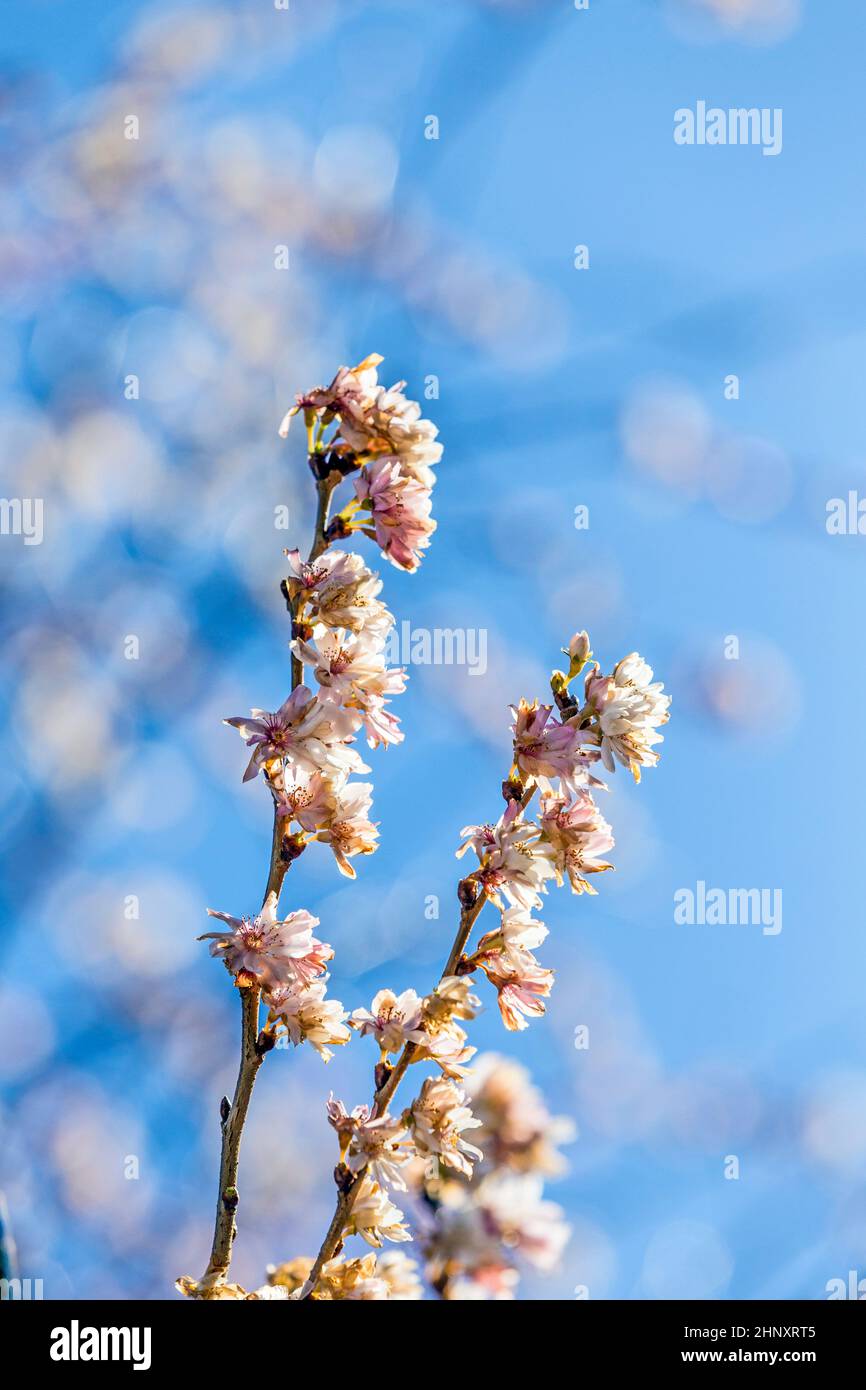 Pink Wild Himalayan Cherry (Prunus cerasoides) Sour Cherry Flower (Thai ...
