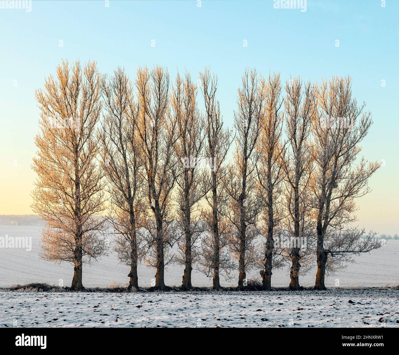 white icy trees in harmonic snow covered landscape Stock Photo - Alamy