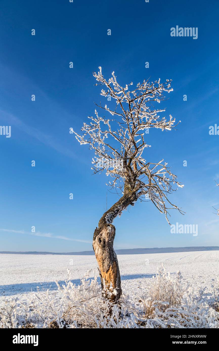 white icy trees in harmonic snow covered landscape Stock Photo - Alamy