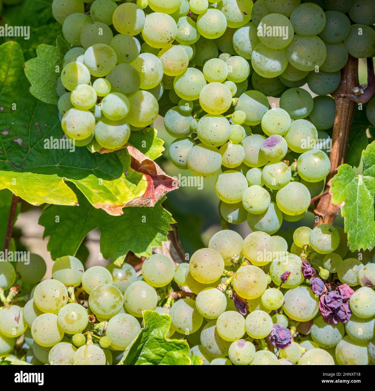 bunch of golden grapes on grapevine right before harvest Stock Photo ...