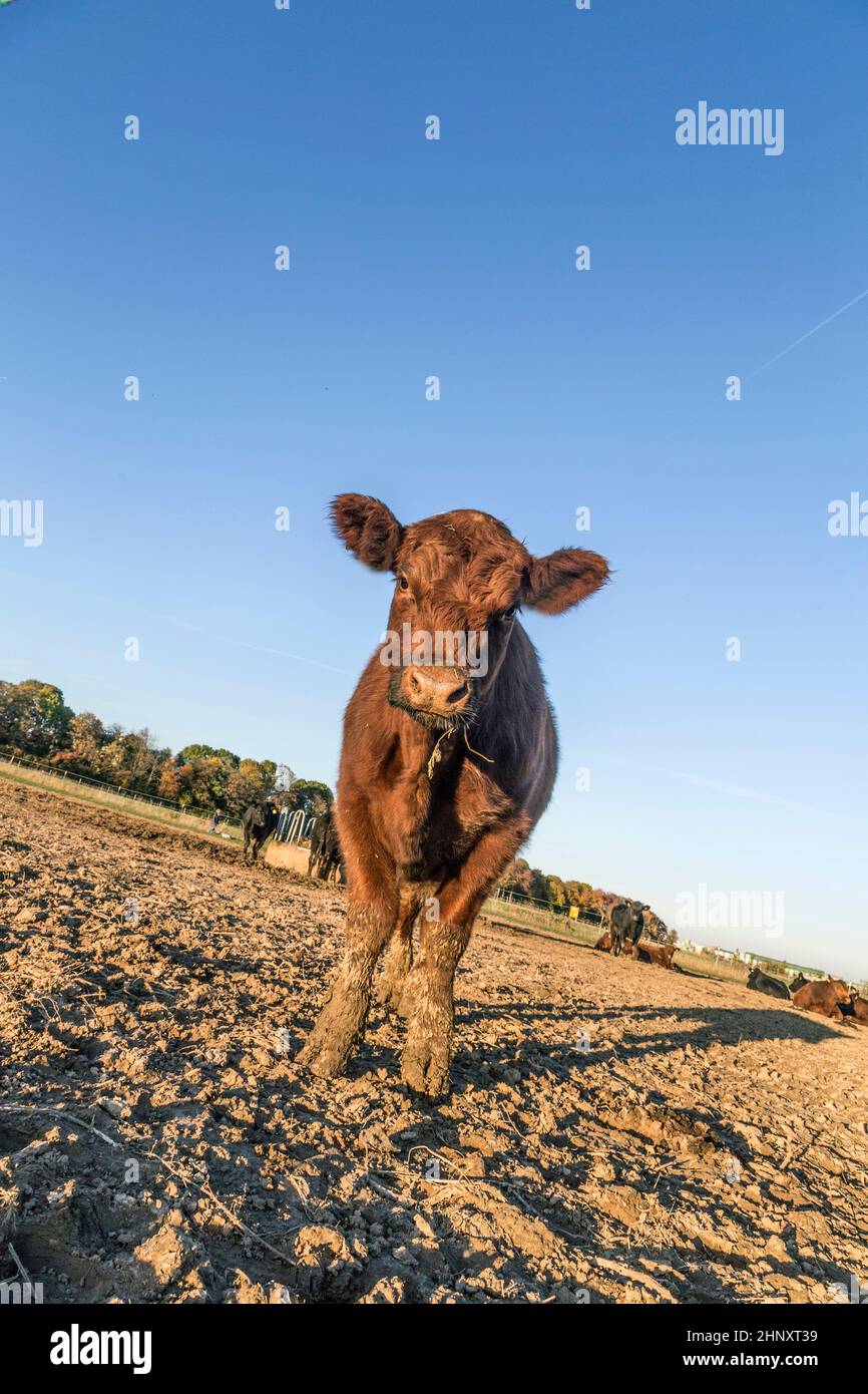 grazing cown at the meadow under clear blue sky Stock Photo - Alamy