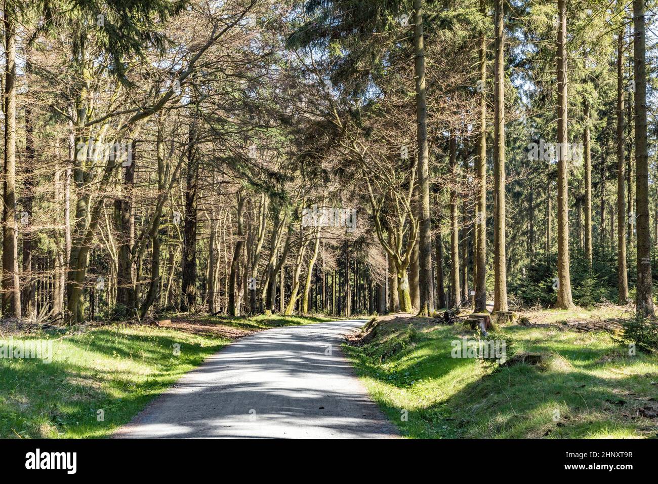 fir trees in afternoon light in the german forest Stock Photo - Alamy