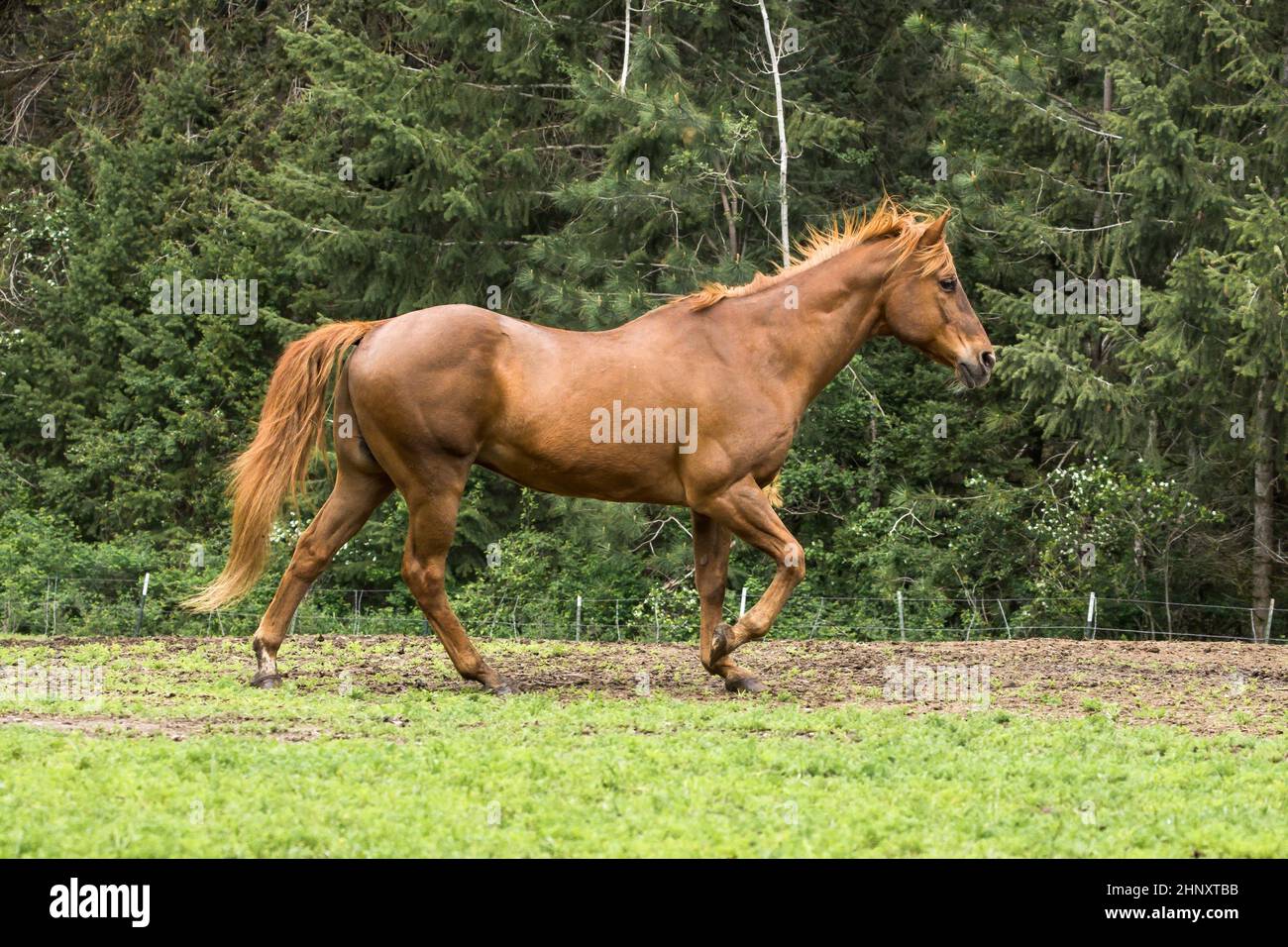 Chestnut color hi-res stock photography and images - Alamy