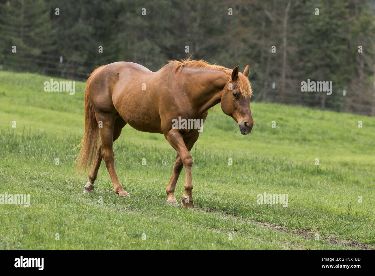 Chestnut color hi-res stock photography and images - Alamy