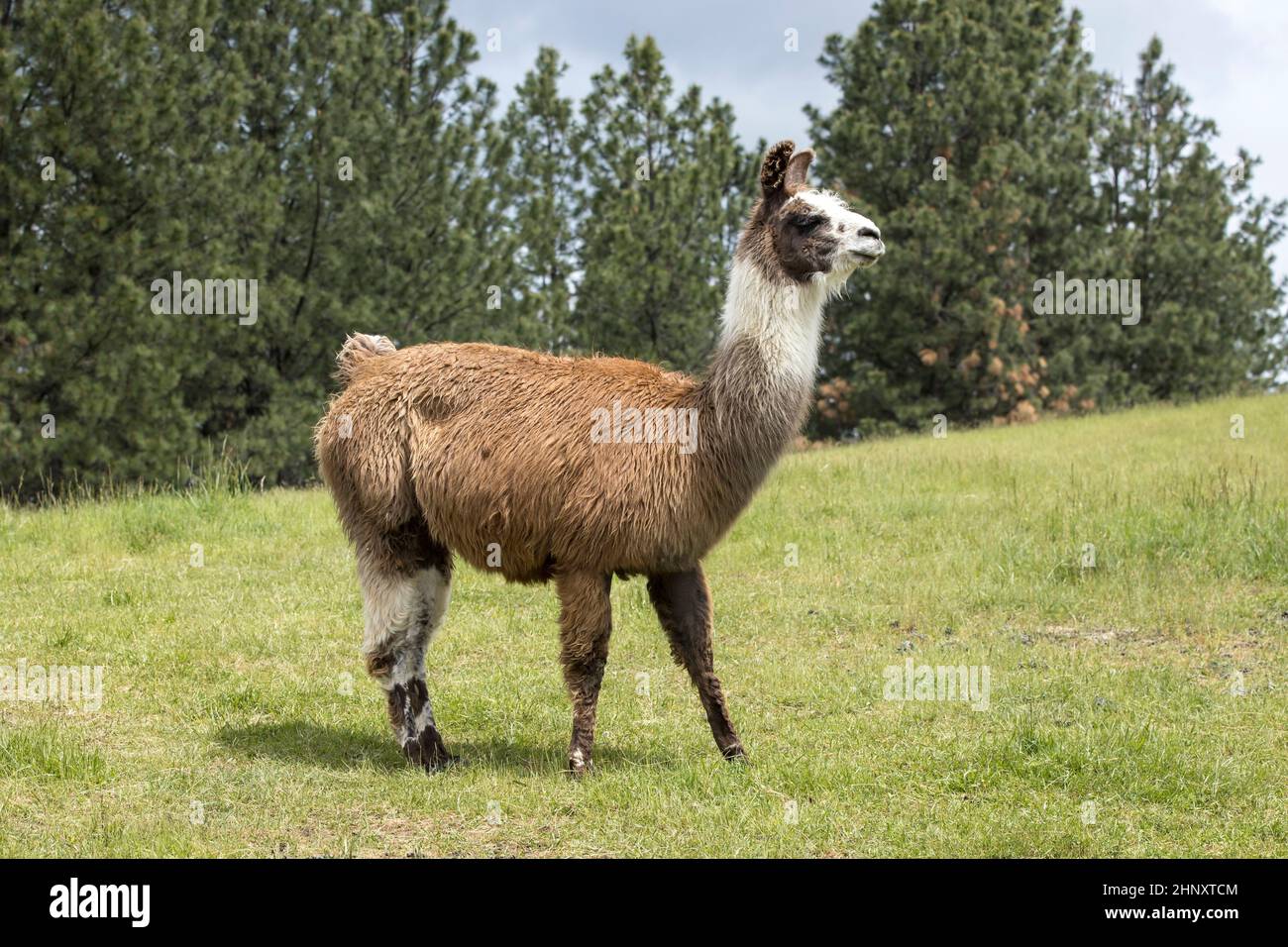 Llama ranch hi-res stock photography and images - Alamy