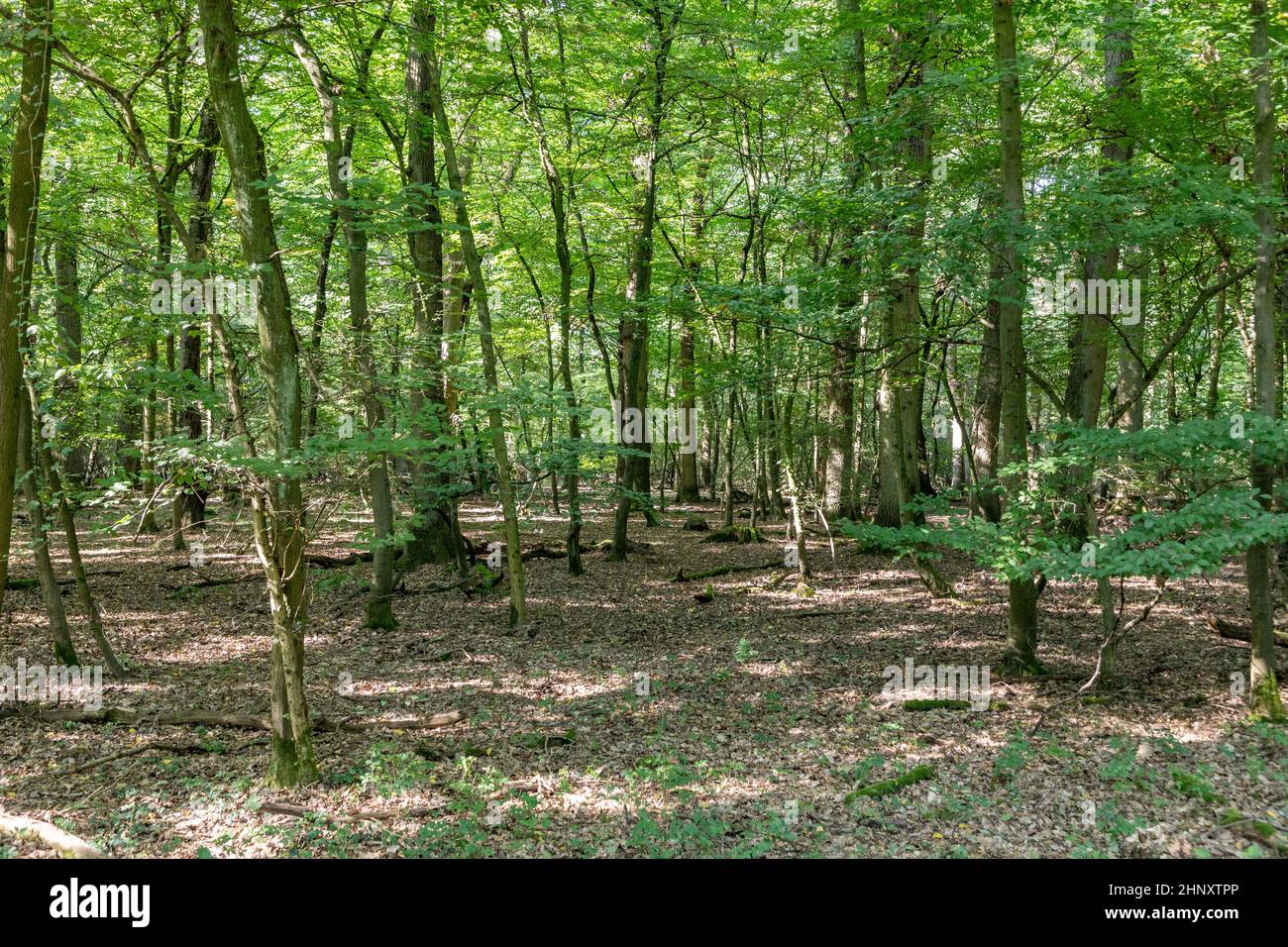 scenic view to oak tree forest Stock Photo - Alamy