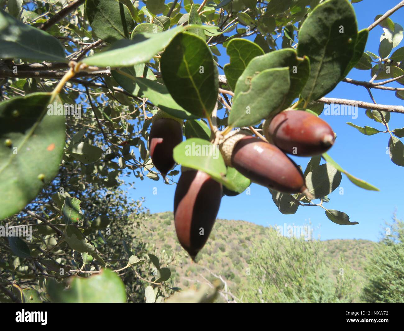 acorns animal feed fruit of the Iberian pig oak Stock Photo - Alamy