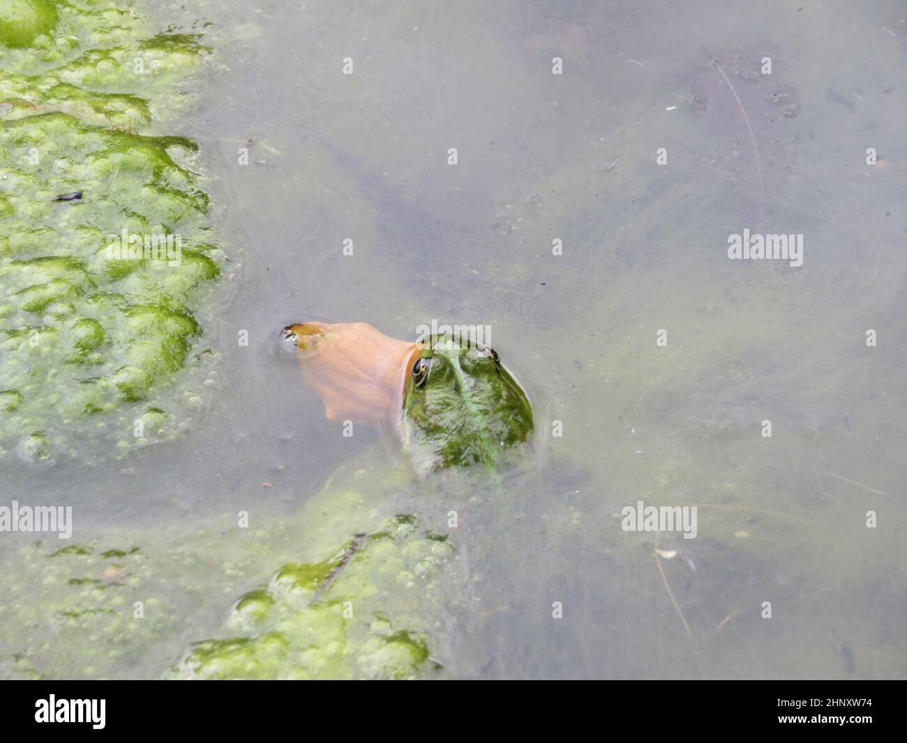 beautiful intense green frog in the water swimming waiting for the dam ...