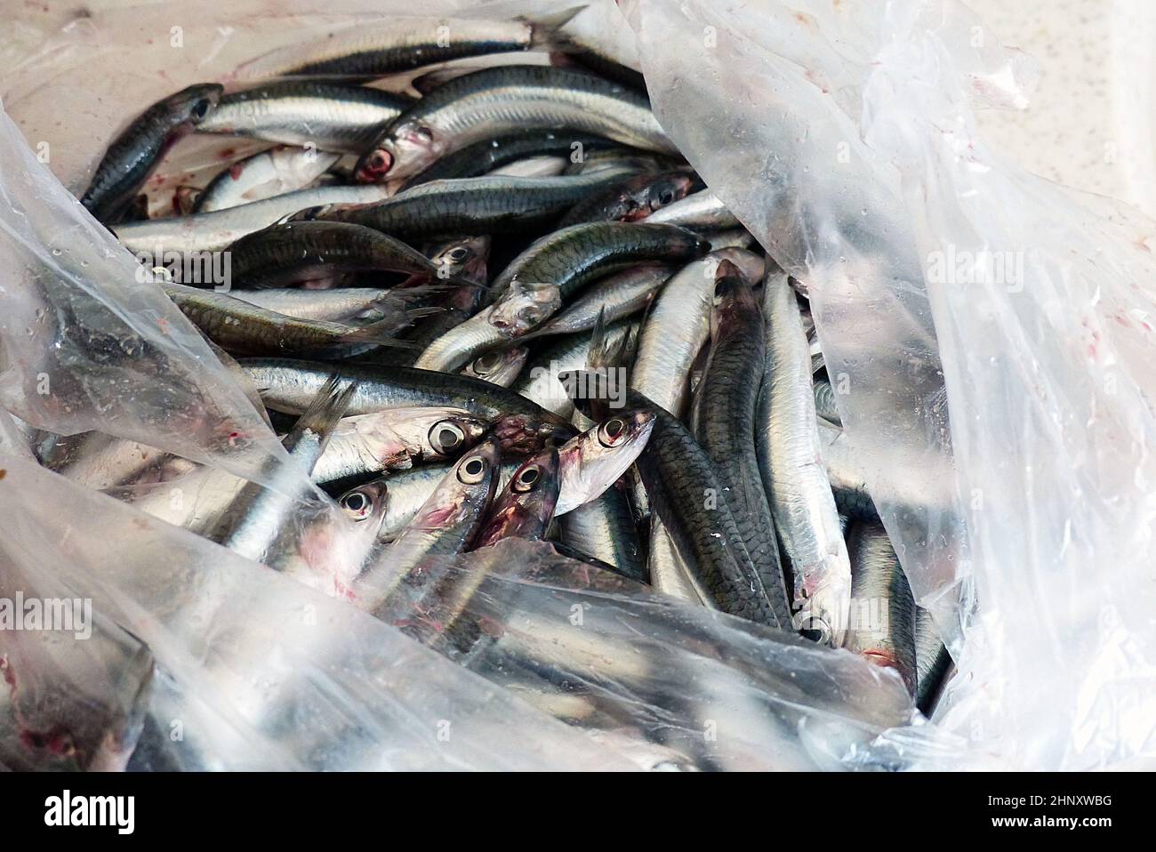 Black Sea anchovy, anchovy fish, a bag of anchovy in Turkey Stock Photo ...