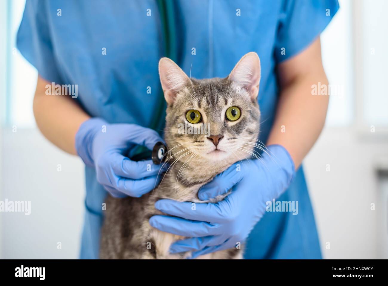 Female veterinarian doctor is examining a grey cat with stethoscope ...