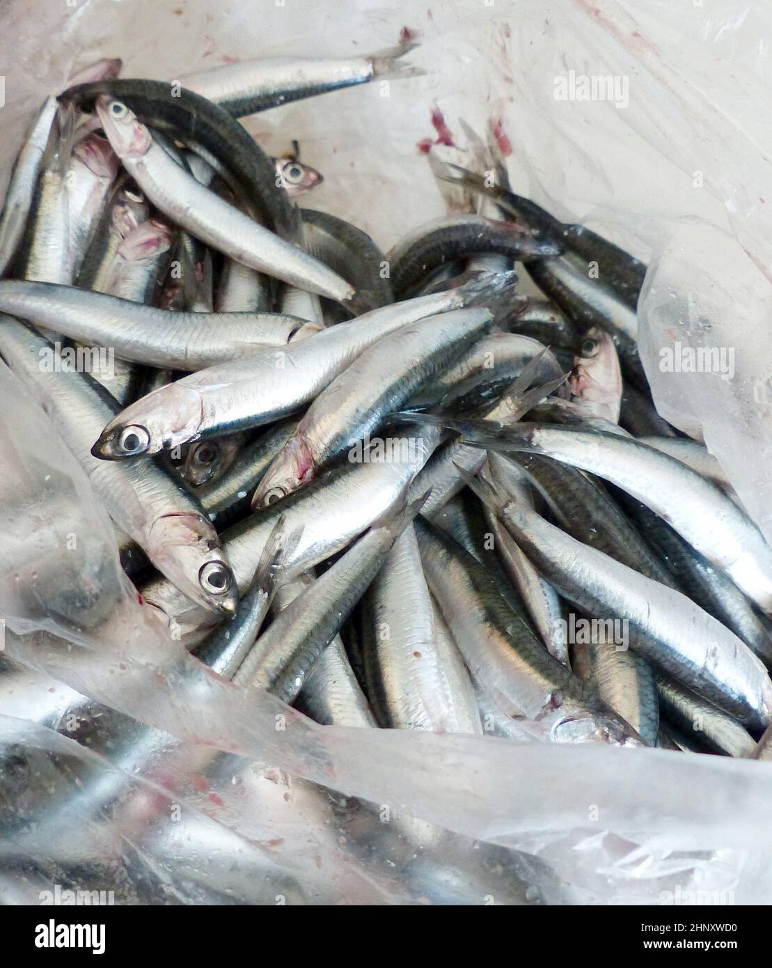 Black Sea anchovy, anchovy fish, a bag of anchovy in Turkey Stock Photo ...