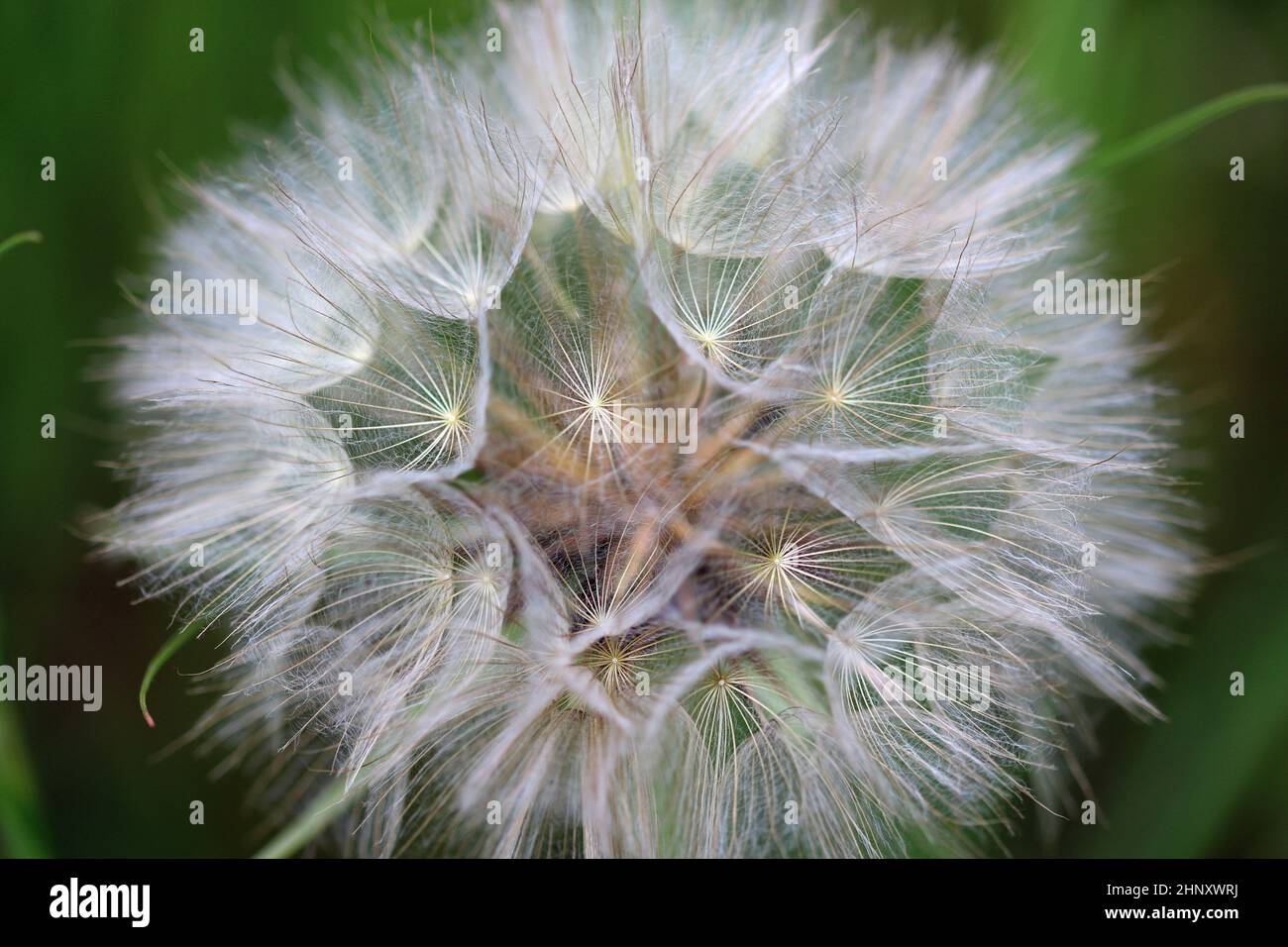 Goatsbeard, Tragopogon pratensis, flower seed head close up with ...