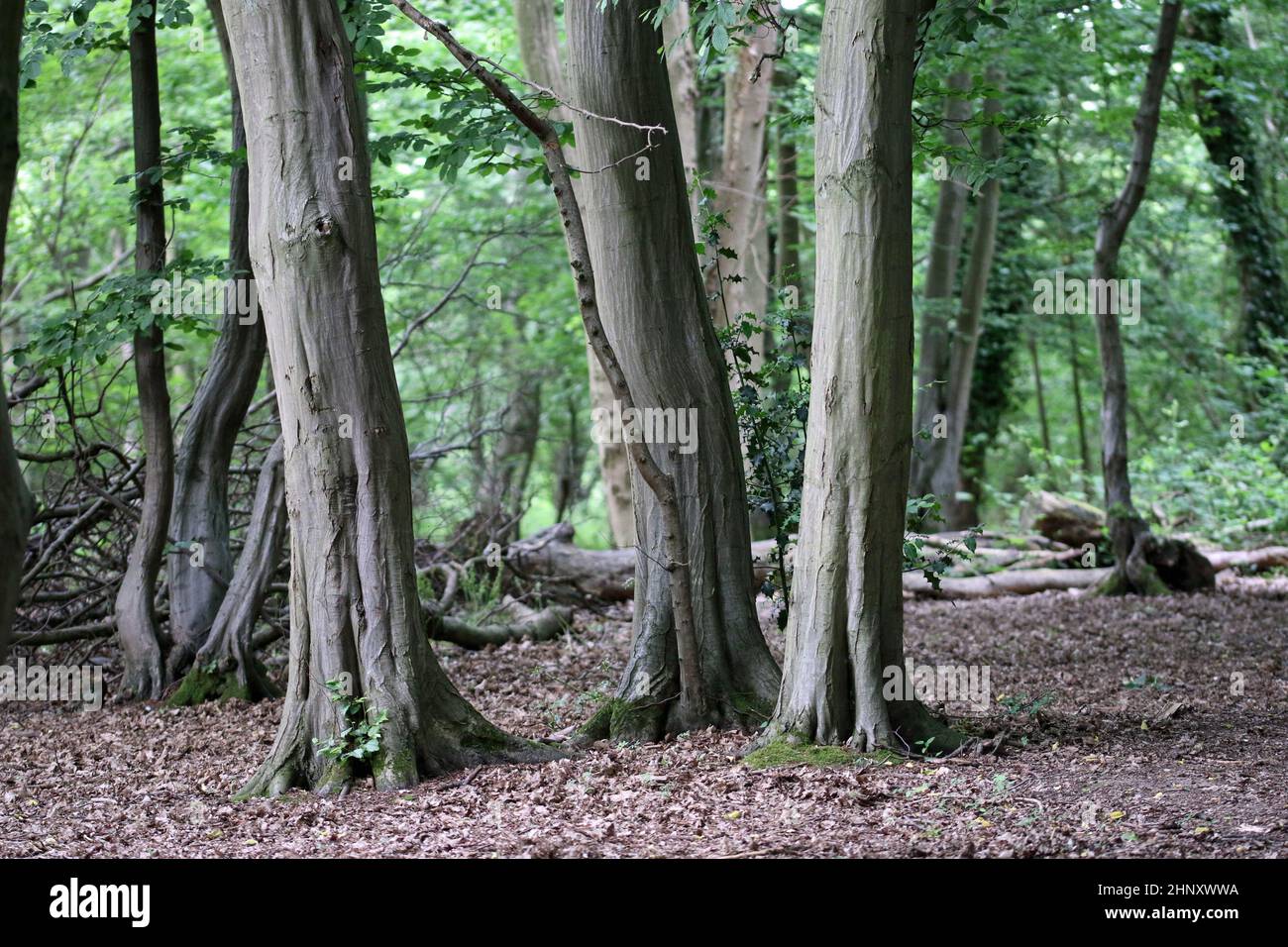 Hornbeam tree, Carpinus betulus, old large woodland coppice stools with ...