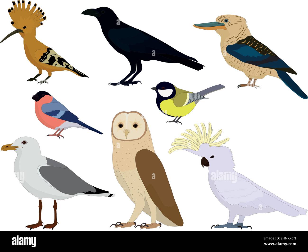 Birds types collection vector illustration Stock Vector Image & Art - Alamy