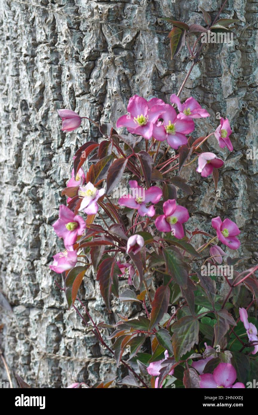 Clematis Montana on a tree Stock Photo - Alamy