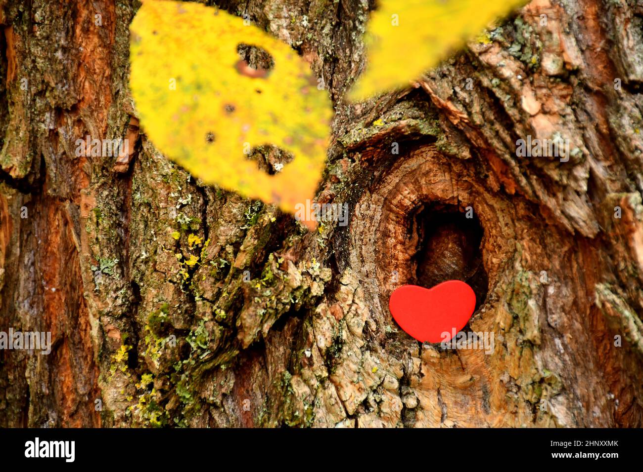 Heart in a knothole of a tree with autumnal colored leaves Stock Photo ...