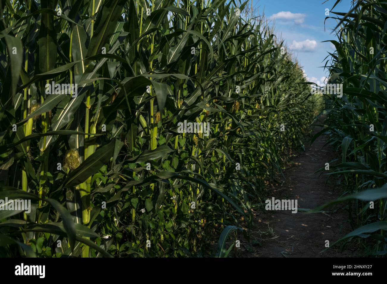 ground straight path through corn field full of green leaves Stock ...
