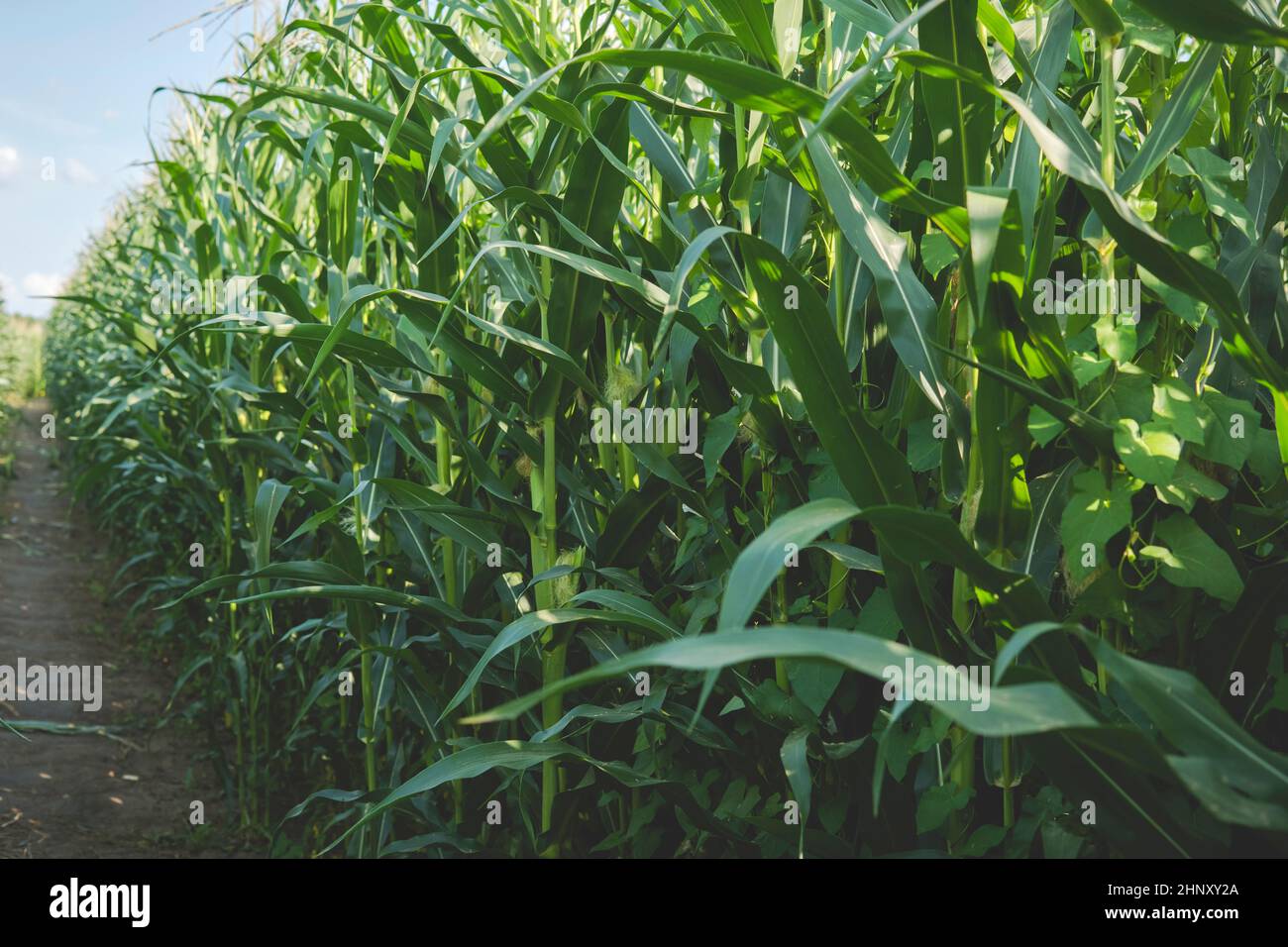 ground straight path through corn field full of green leaves Stock ...