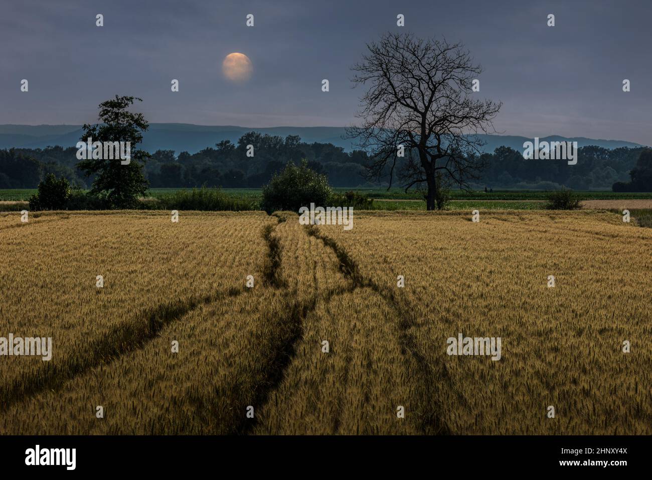 Gerstenfeld mit Vollmond Stock Photo - Alamy
