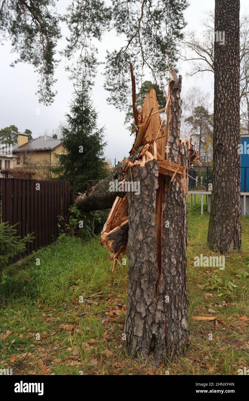 large pine tree fell from a hurricane wind and damaged a fence Stock ...