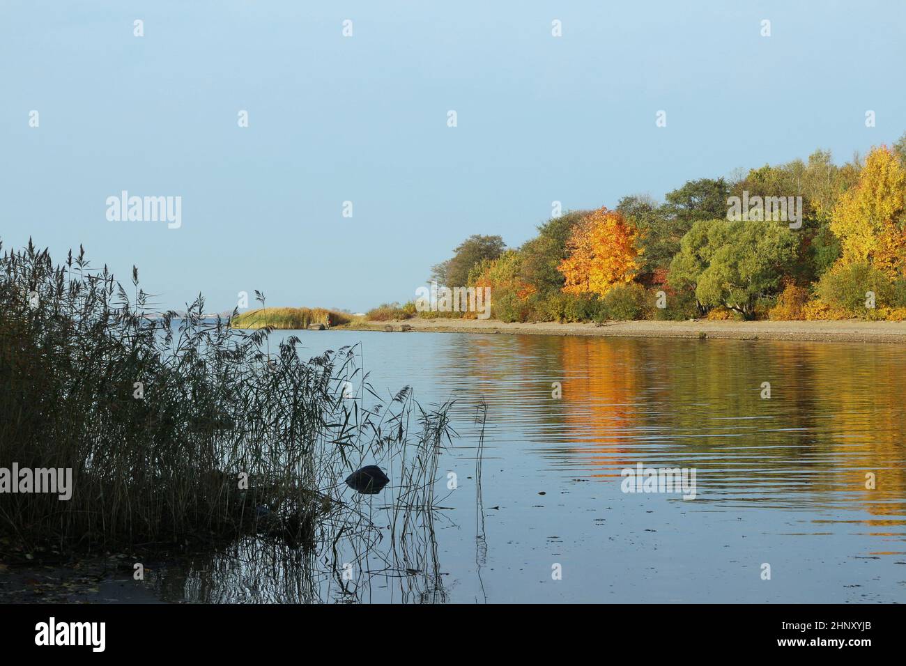 scenic river landscape bright yellow trees blue sky early autumn ...