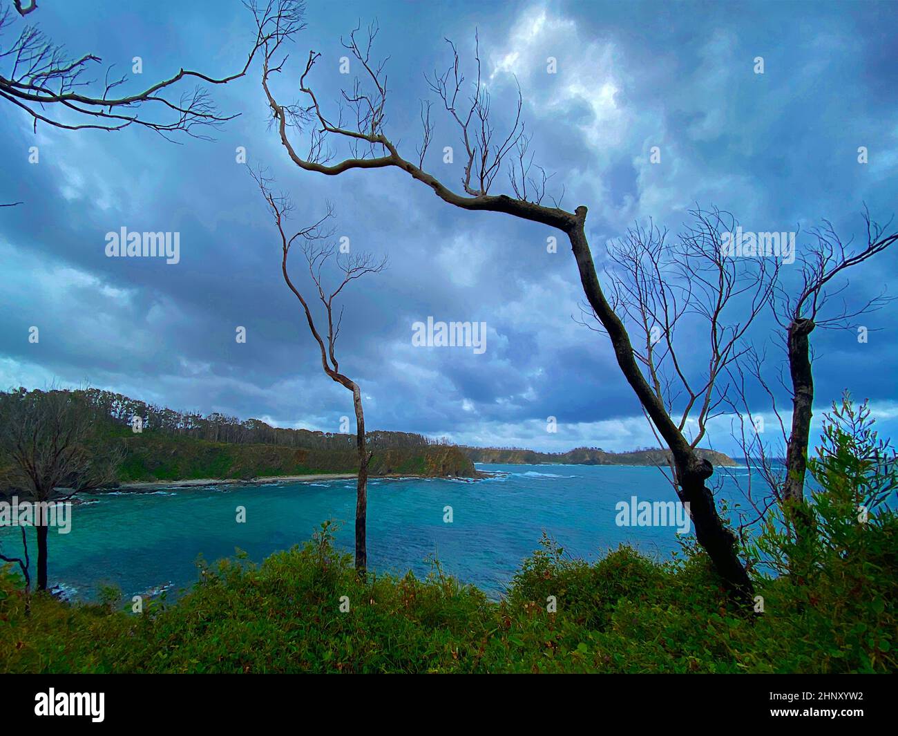 A beach two years after the devistating Australian bushfires. Only the ...