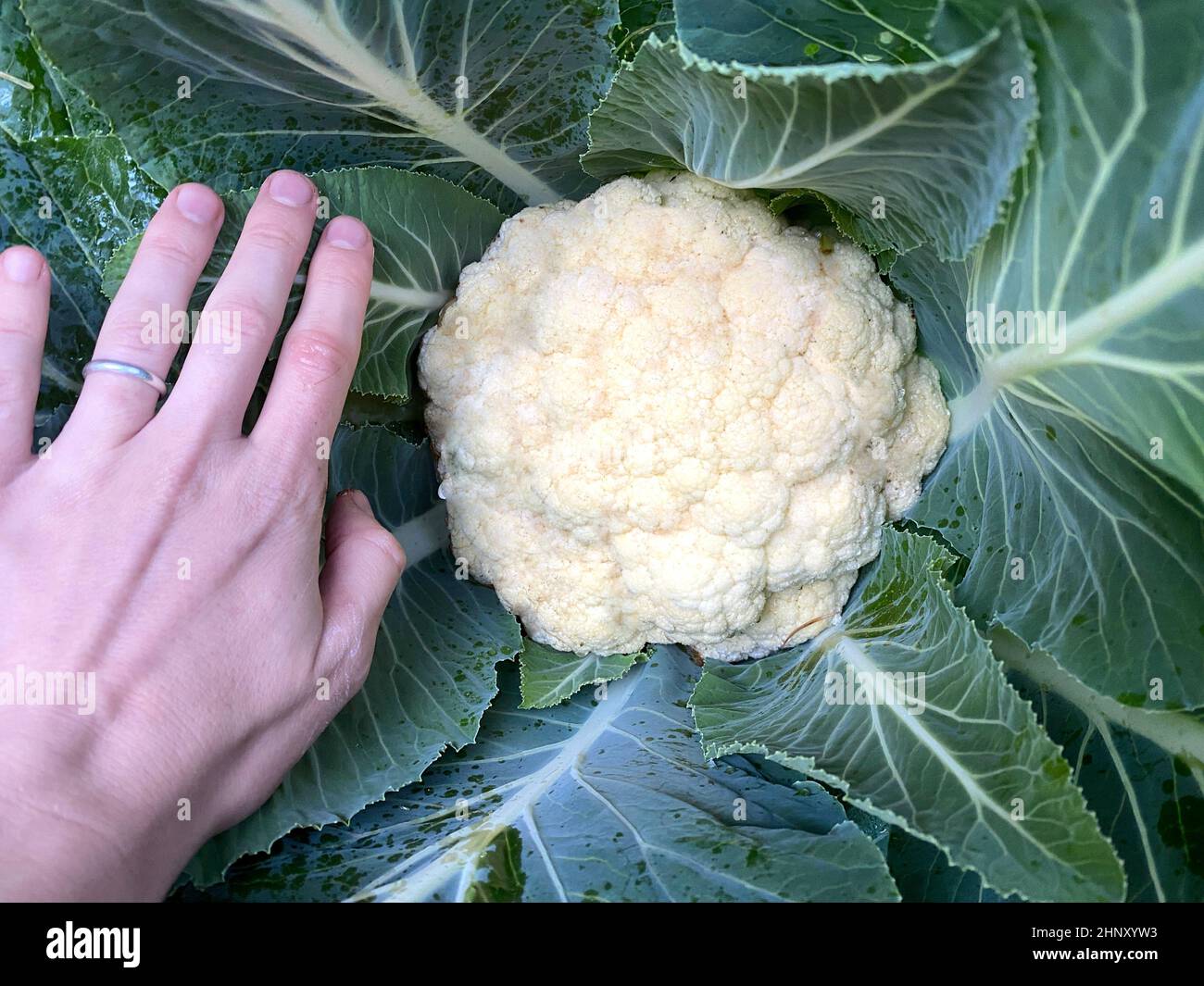 Freshly picked home grown cauliflower with hand for size comparison ...