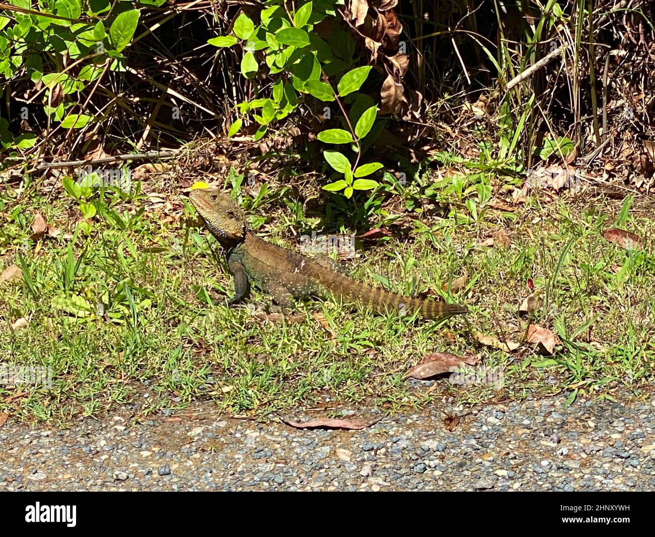 An Australian Eastern Water Dragon along the side of a road Stock Photo ...