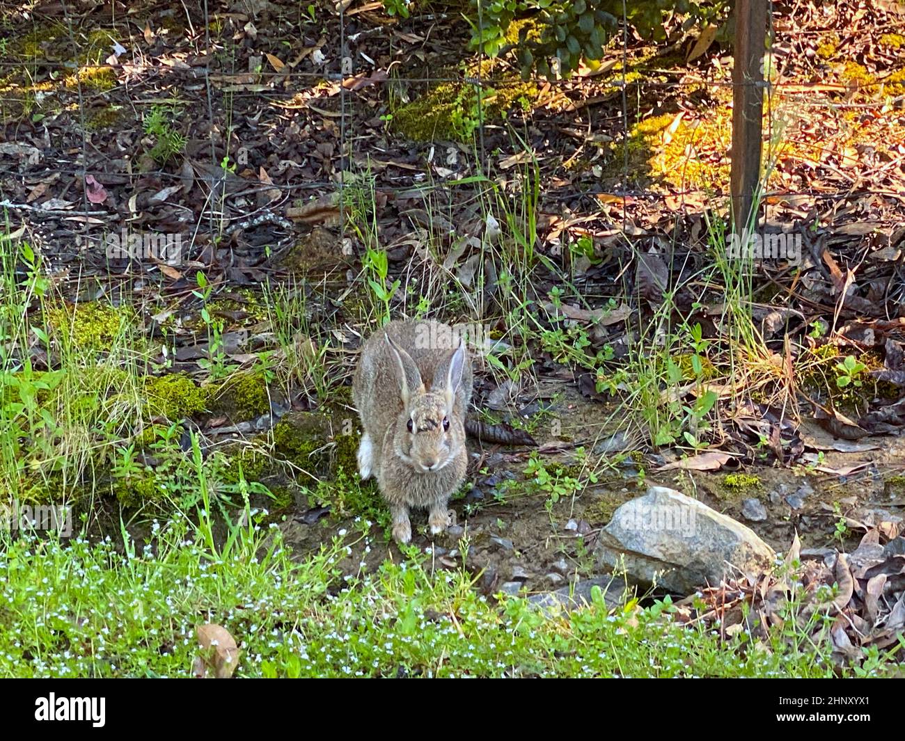 A wild gret rabbit looking at the camera with scars on its face Stock ...