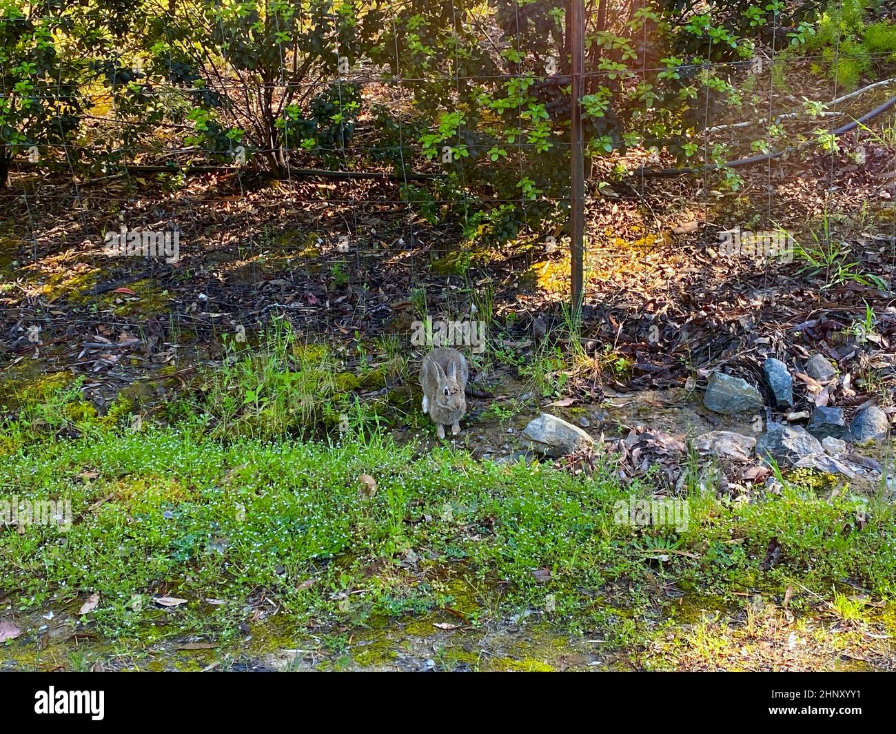 A wild gret rabbit looking at the camera with scars on its face Stock ...