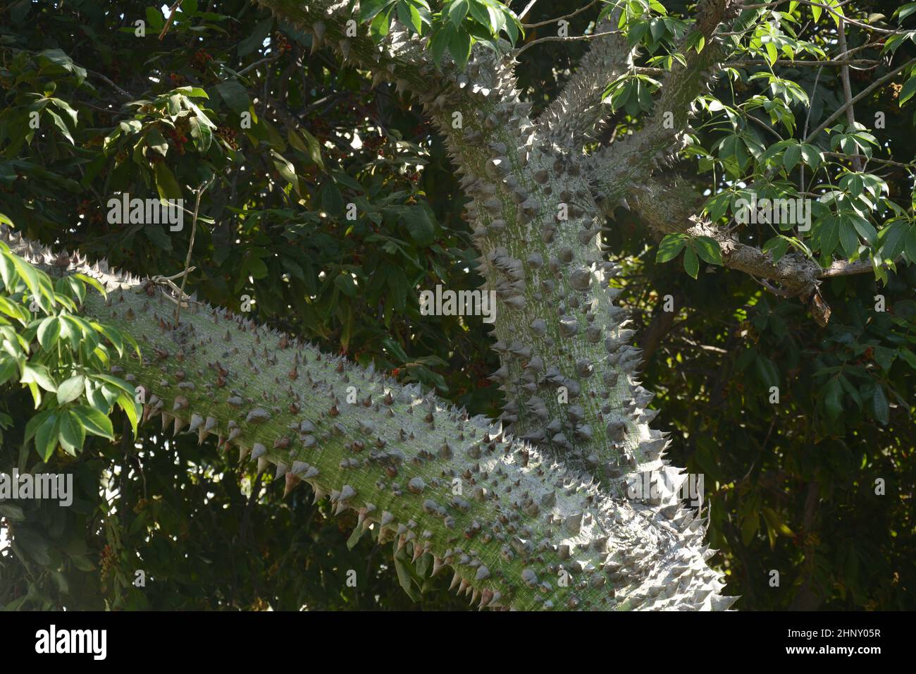 Chorisia speciosa.Thick thorny tree trunk of Ceiba speciosa. The ...