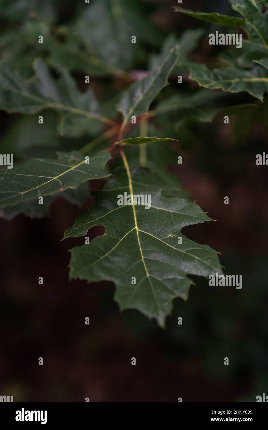 Twig on the oak tree with green leaves Stock Photo - Alamy