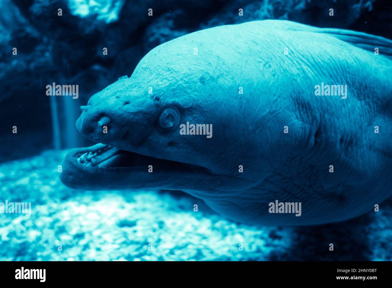 Moray eel in a tropical coral reef Stock Photo - Alamy