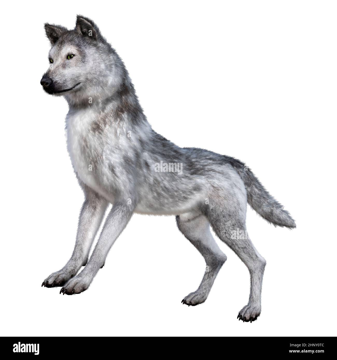 3D rendering of a big gray wolf isolated on white background Stock ...