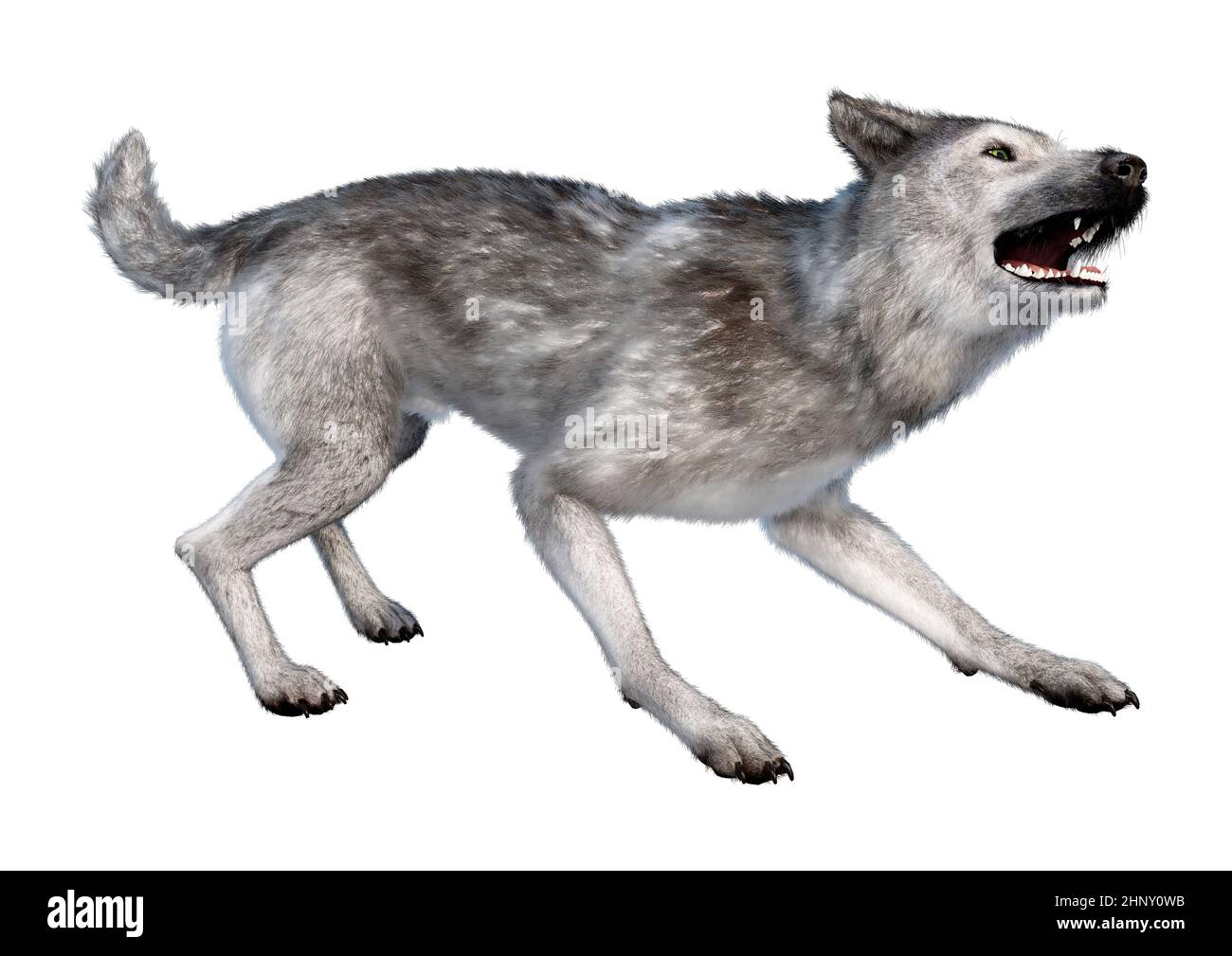 3D rendering of a big gray wolf isolated on white background Stock ...
