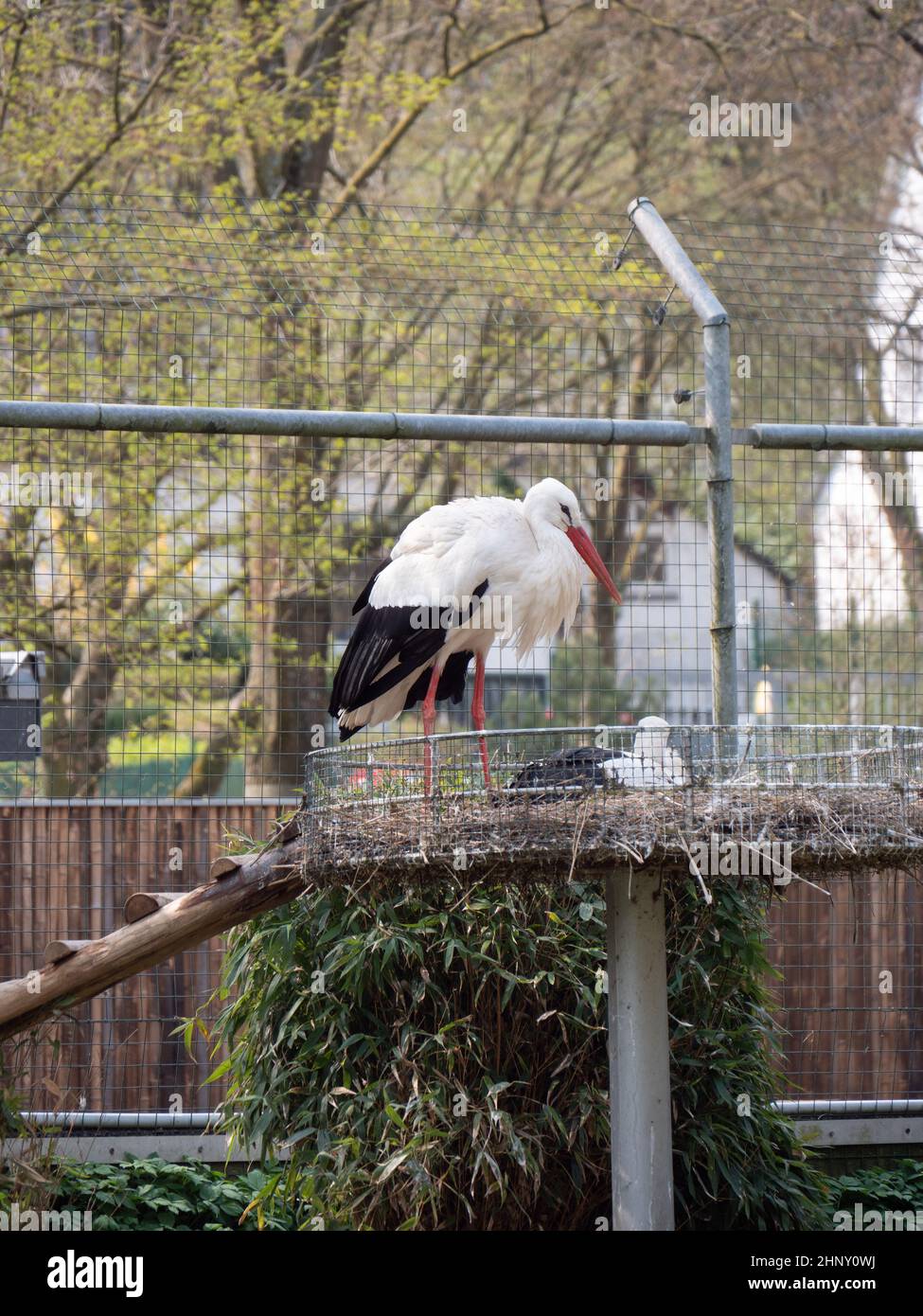 White stork on the nest in the zoo Stock Photo - Alamy