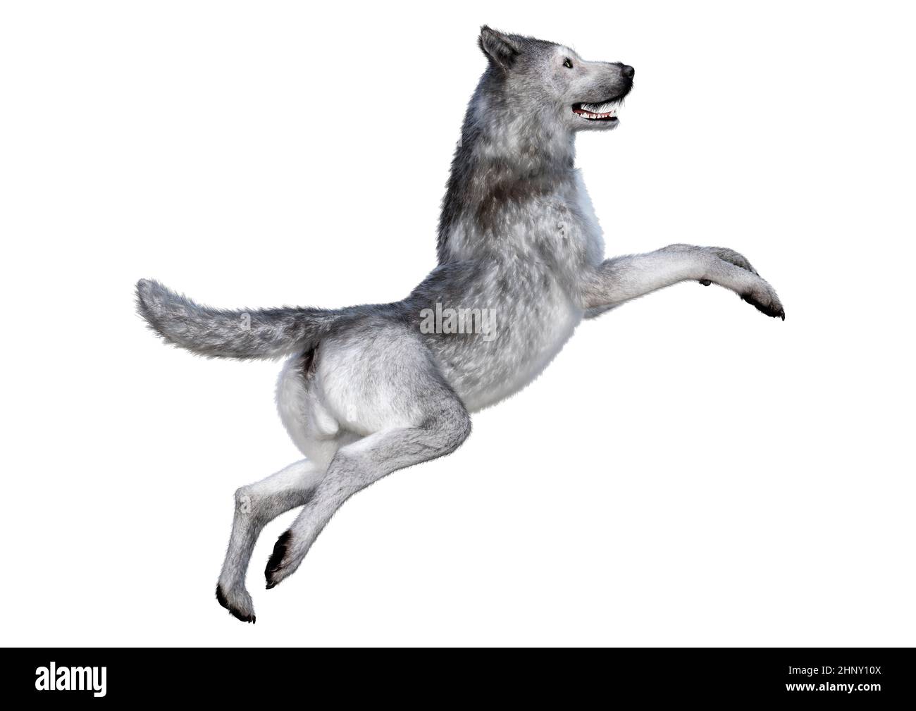 Wolf Jumping Drawing