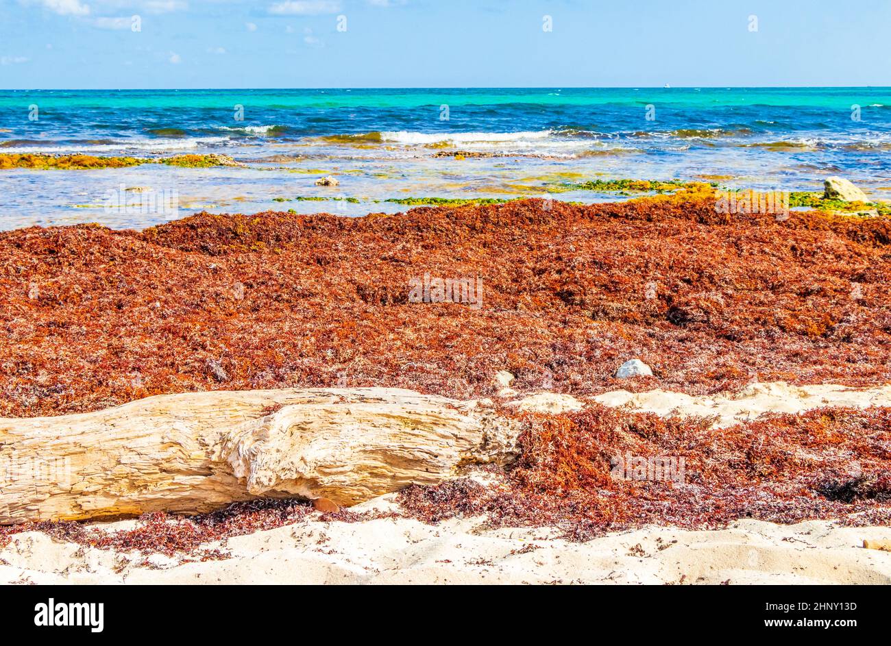 A lot of very disgusting red seaweed sargazo at tropical mexican beach ...