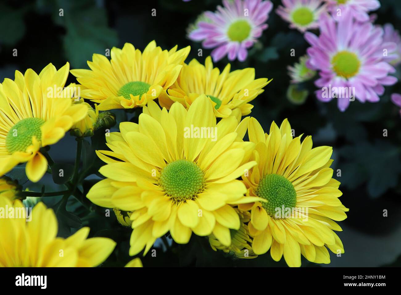 Closeup background of yellow and green centered mums Stock Photo - Alamy