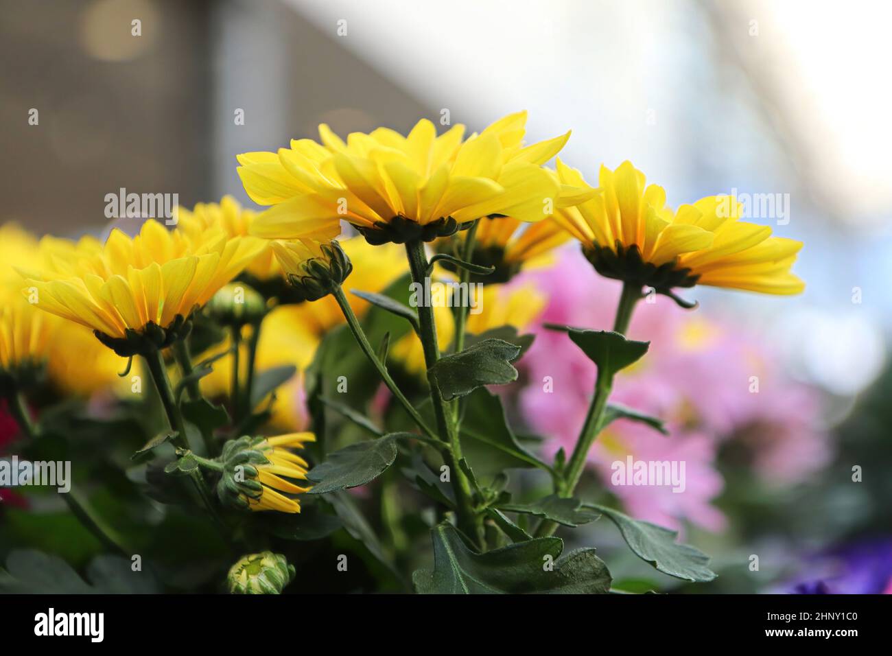 Yellow centers yellow annual flowers hi-res stock photography and ...