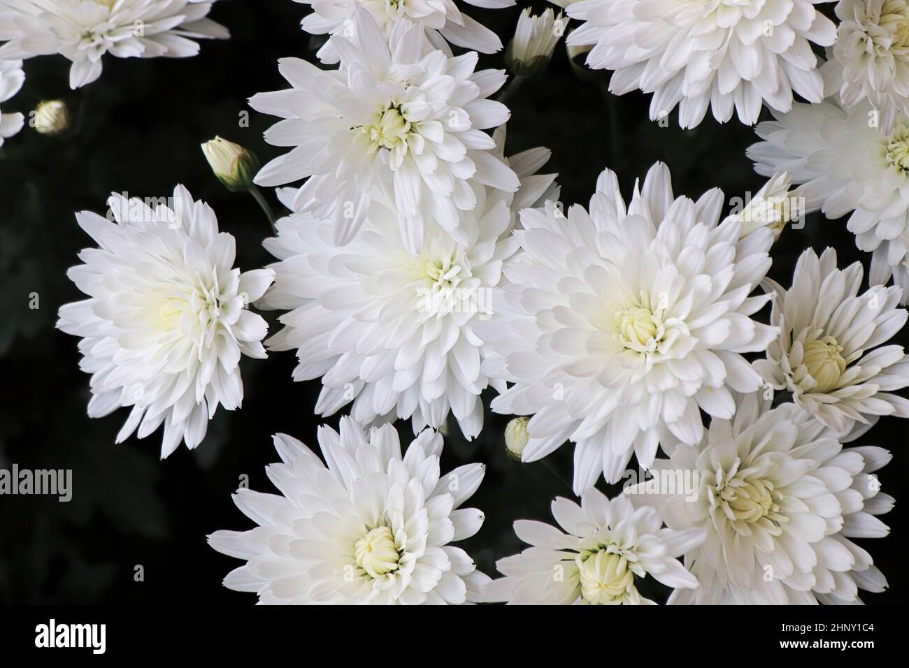 Closeup background of white Mums in bloom Stock Photo - Alamy