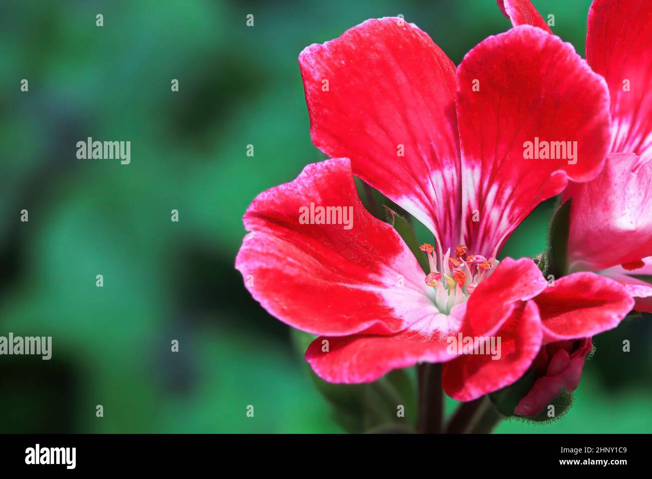 Macro background of a red geranium in bloom Stock Photo - Alamy