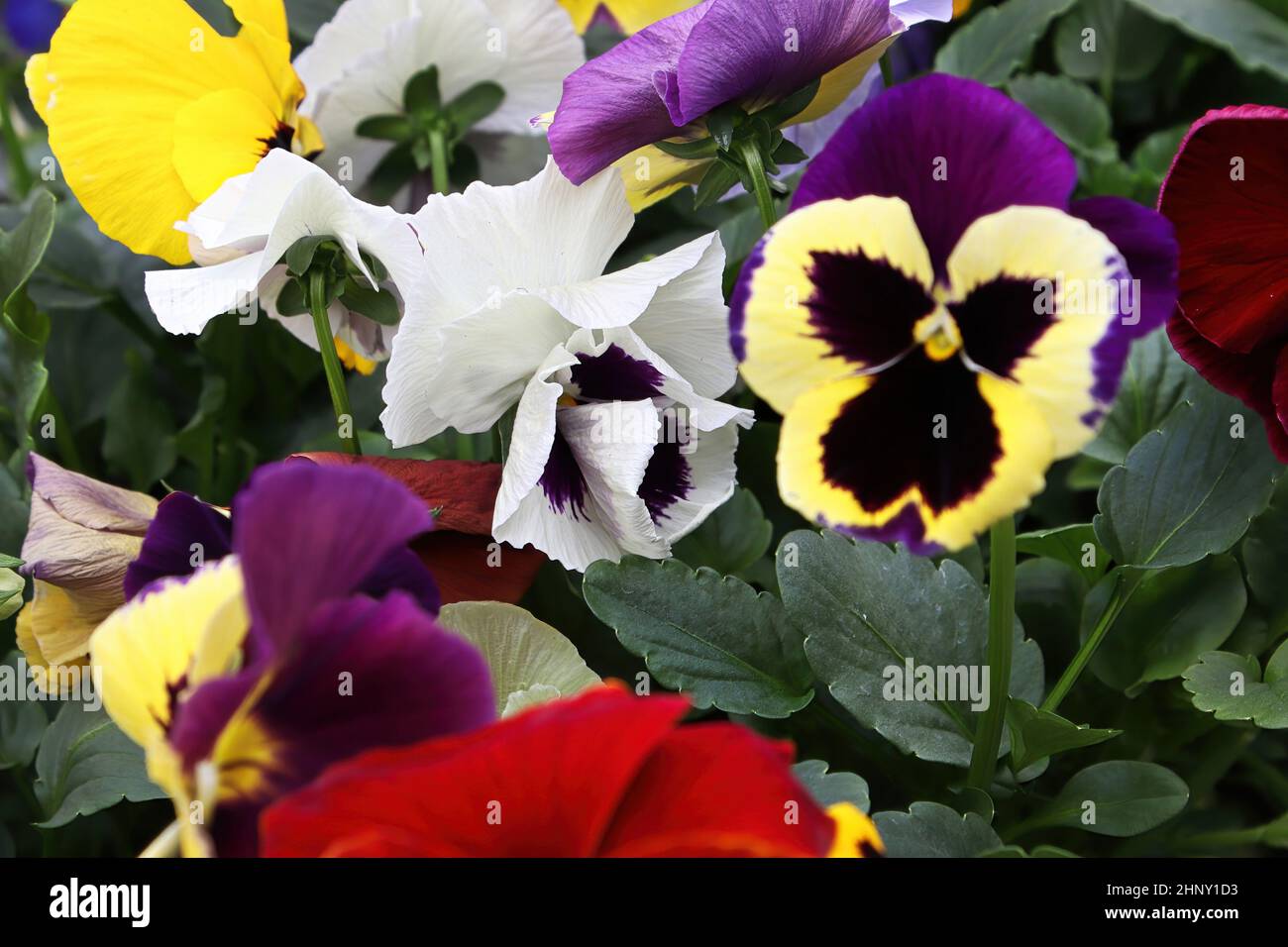 Various colored violas growing in a pot Stock Photo - Alamy