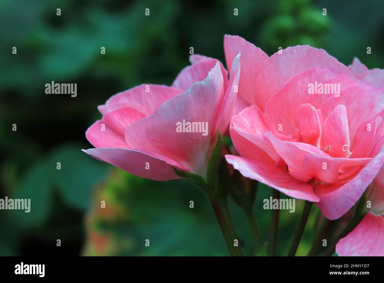 Macro of geranium flowers blooming in spring Stock Photo - Alamy