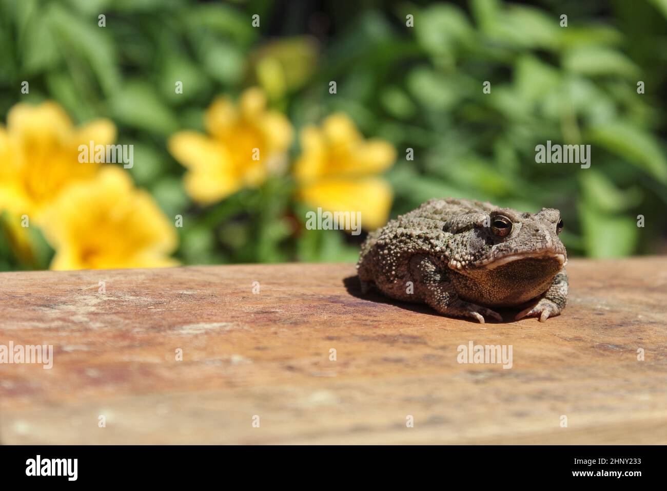 Texas Toad Anaxyrus speciosus in Flower Garden With Blurred Flowers in ...
